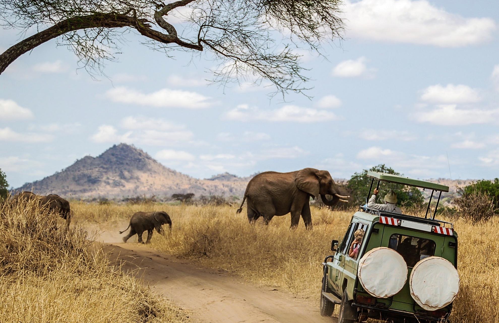 Going On Safari? Here's What To Expect | TravelAwaits