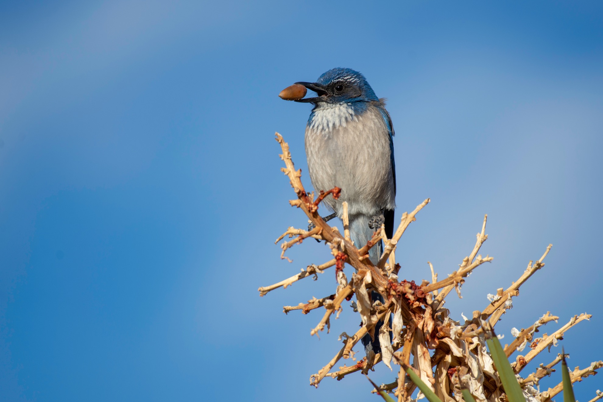 7 Fast Facts About Joshua Tree National Park