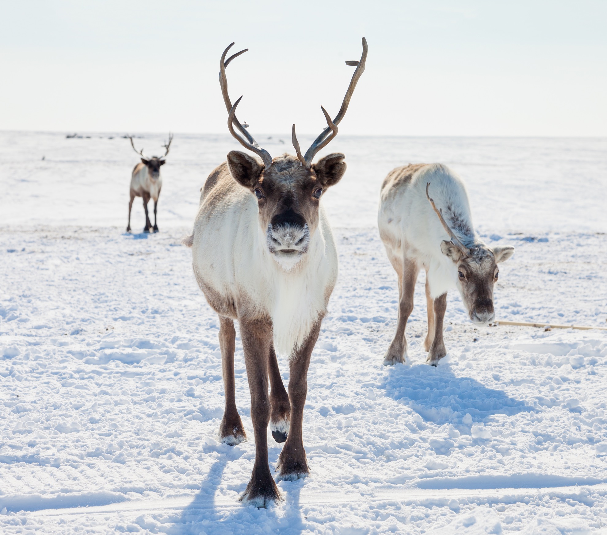 9 Places To See Reindeer In The Wild | TravelAwaits