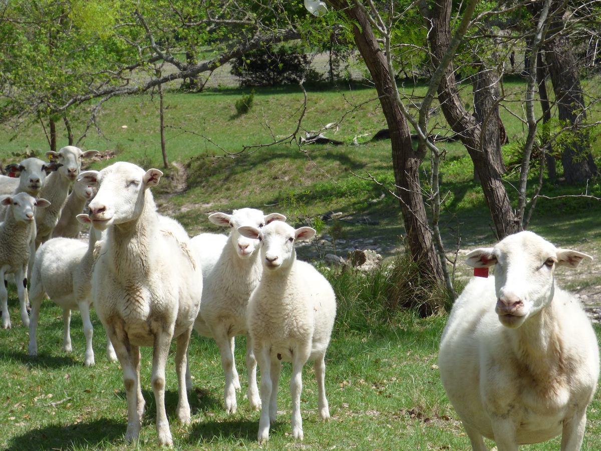 7 Most Scenic Places In Texas Hill Country