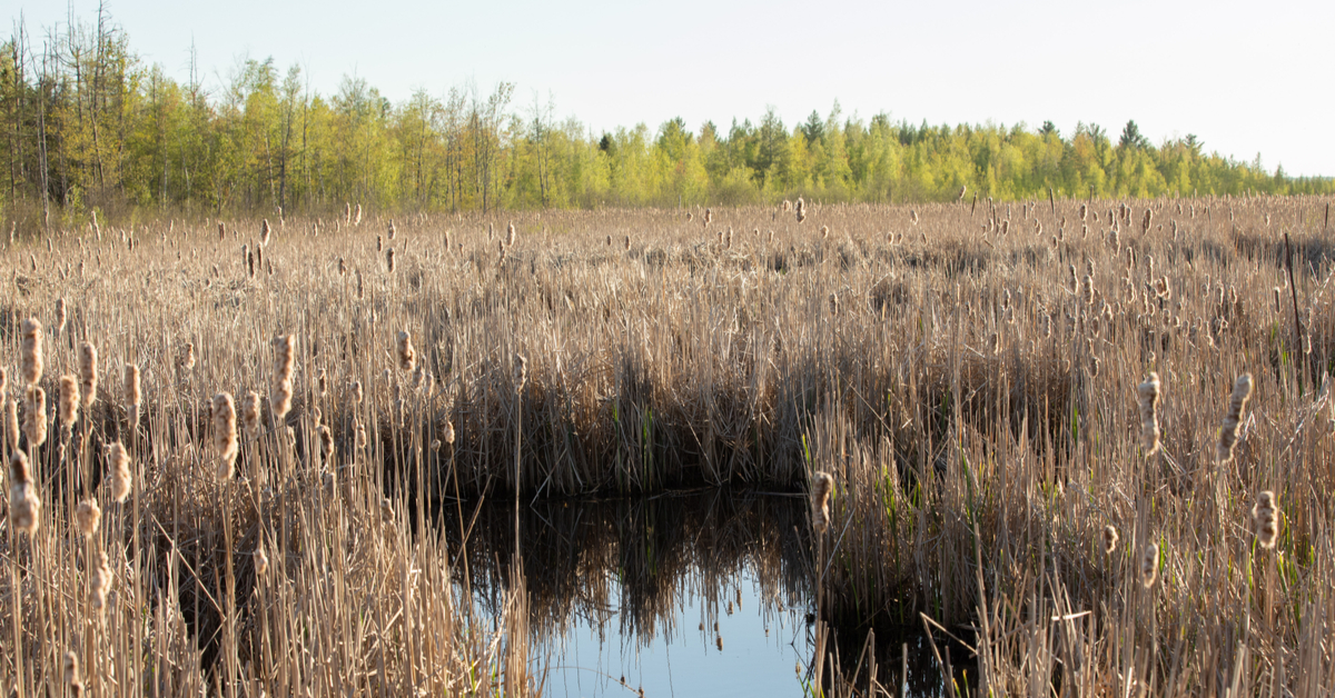 Mer Bleue Bog: Canada's Most Unique Ecosystem | TravelAwaits