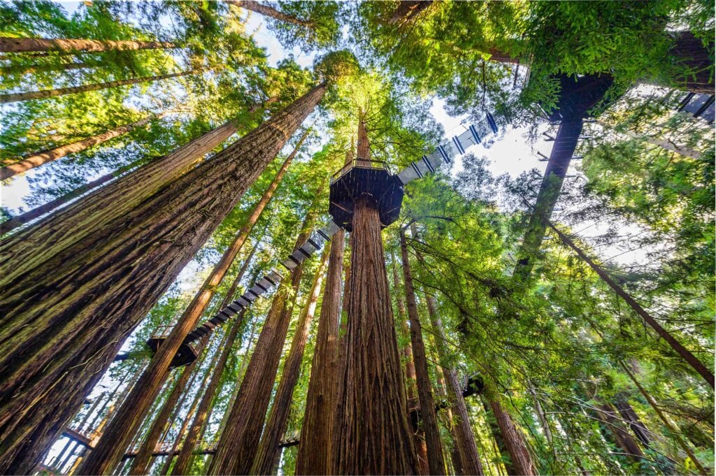 Redwood Skywalk Gives Visitors Unique View Of Majestic Trees | TravelAwaits