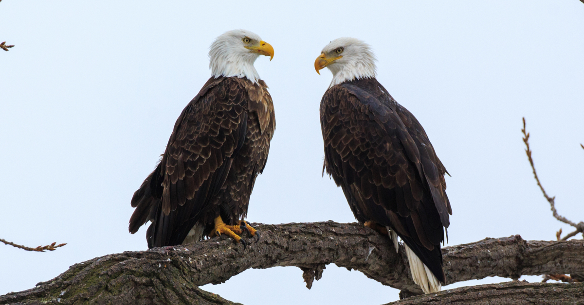 10 Fantastic Eagle-Watching Spots In Iowa | TravelAwaits