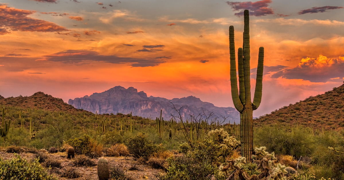 8 Best Experiences In Phoenix For Nature Lovers, Without Strenuous ...