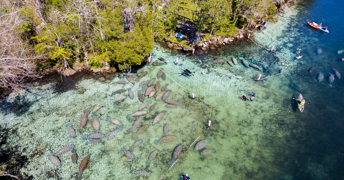 11 Best Places To Spot Florida’s Iconic Wildlife | TravelAwaits
