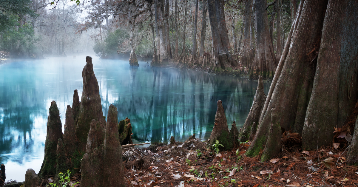 7 Amazing Experiences On Florida's Nature Coast | TravelAwaits