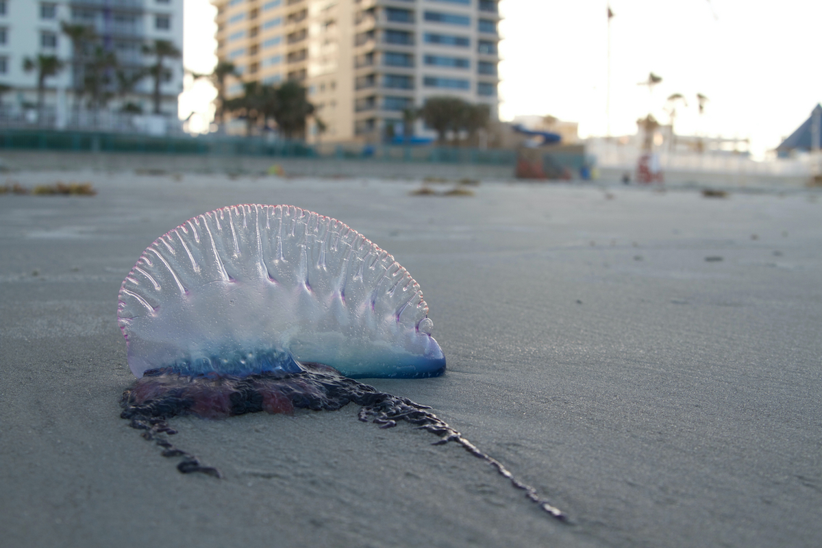 Dangerous Portuguese Man O' War Showing Up On Florida And South ...
