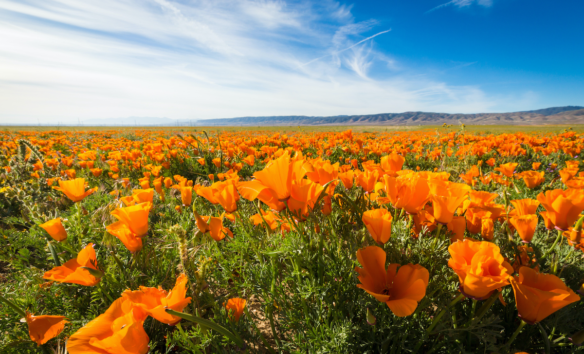Fantastic Reasons To Visit California's Annual Poppy Festival ...