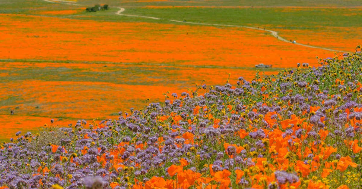 7 Best Places To See California's Wildflowers In Spring | TravelAwaits