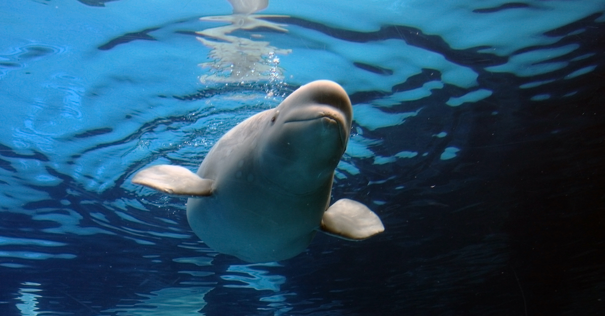 It’s Migration Time For Canada’s Beluga Whales And You Can Watch It ...