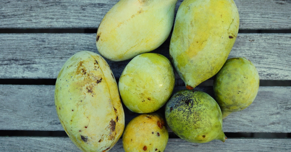 This Midwest 'Forgotten Fruit' Is Making A Comeback — Where You Can ...