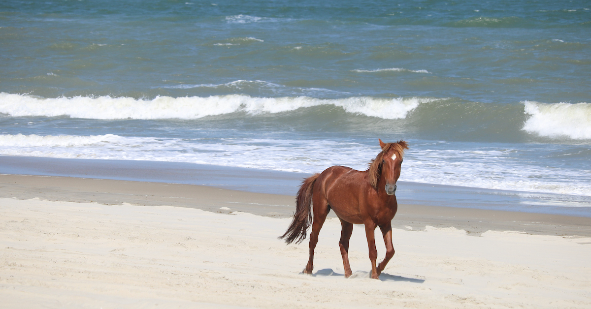 Everything You Need To Know About The Corolla Wild Horse Tours ...
