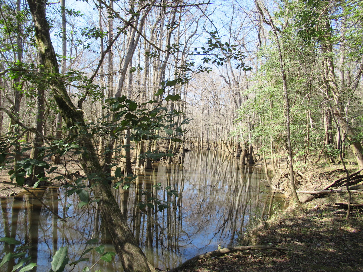 13 Treasures To Explore In Congaree National Park | TravelAwaits
