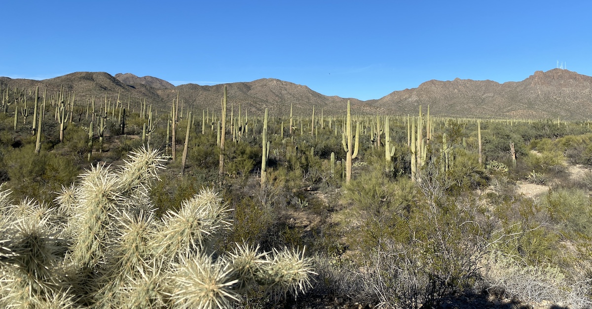 12 Beautiful Hikes Near Tucson Perfect For The Whole Family | TravelAwaits