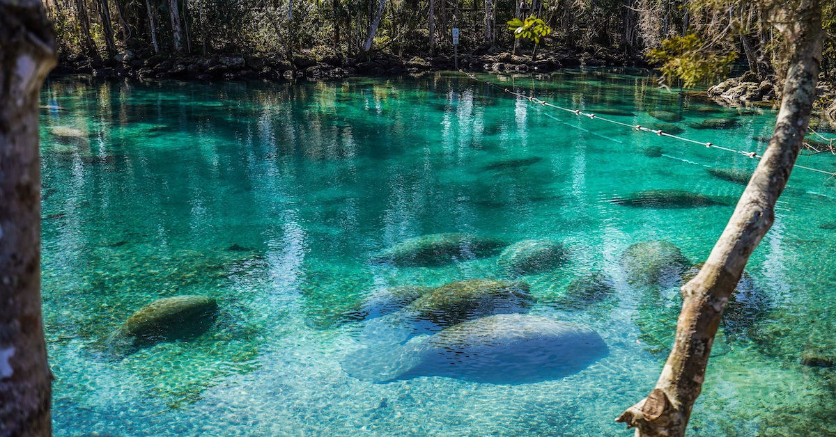 Popular Florida Spring Closed To Visitors For Six Months — Here's Why ...