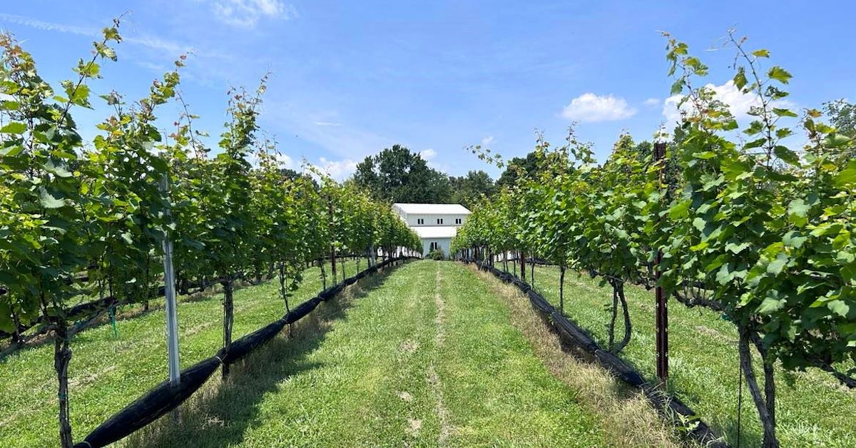 8 Fabulous European-Caliber Wineries Within 2 Hours Of Charlotte, North ...