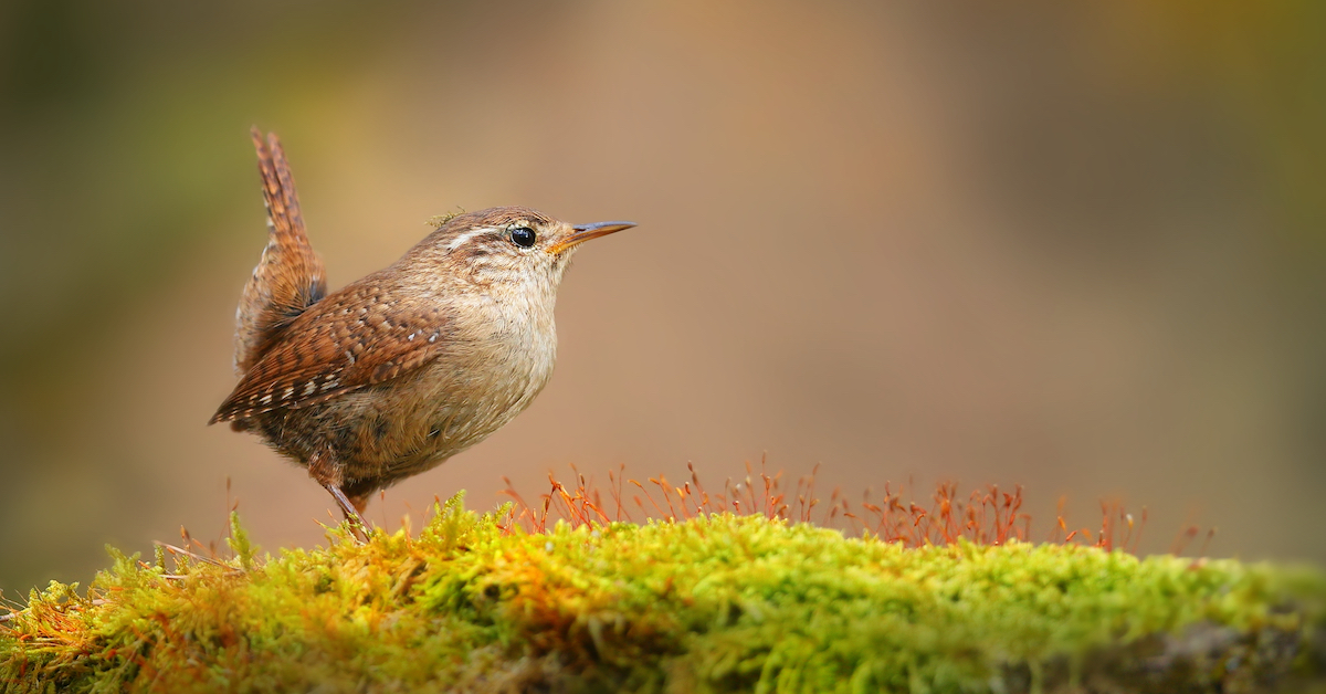 Autumn Birdwatching: 5 U.S. Bird Migration Hotspots | TravelAwaits